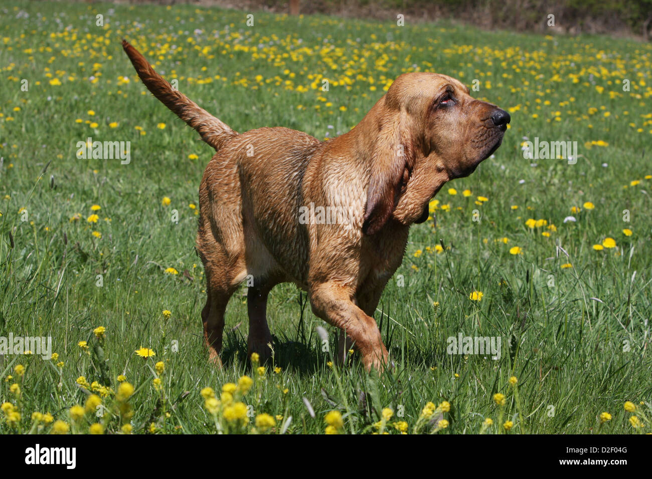 Dog Bloodhound / Chien de Saint-Hubert adult walking in a meadow Stock ...