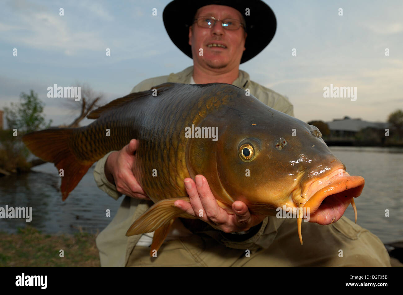 Man with big a common carp (Cyprinus carpio) at Lady Bird Lake, Austin ...