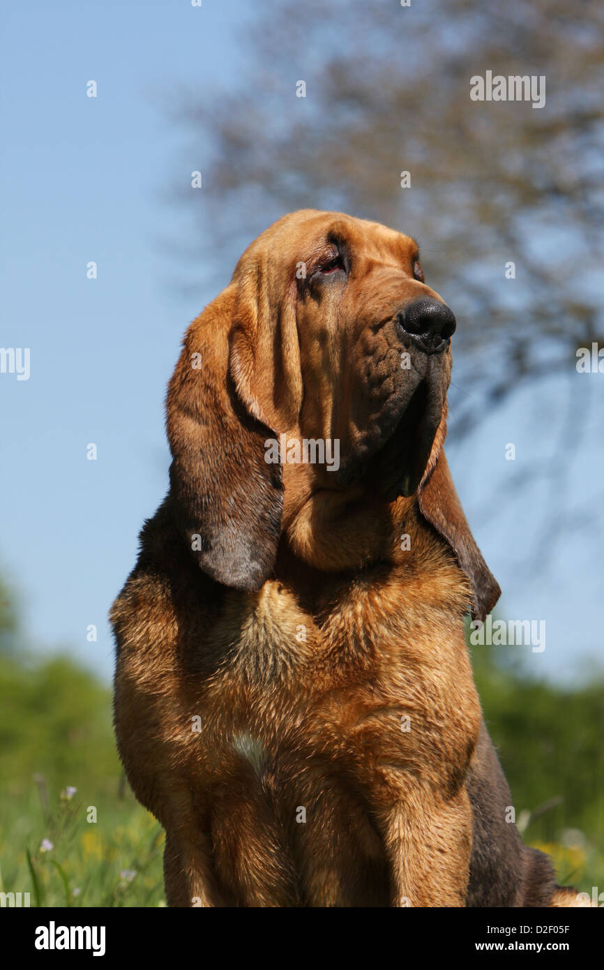 Bloodhound dog hi-res stock photography and images - Alamy