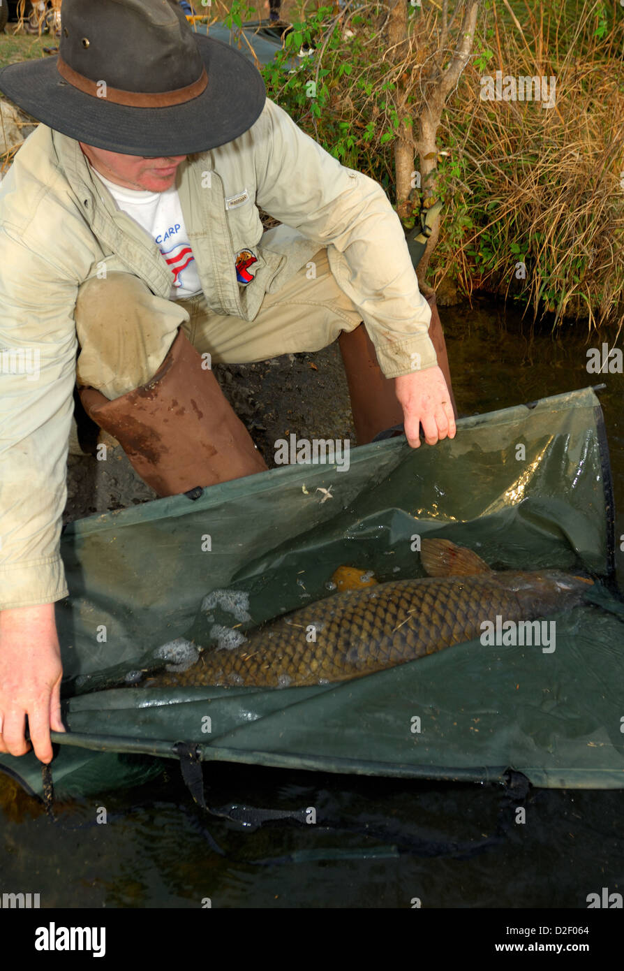 Man releasing a common carp (Cyprinus carpio) at Lady Bird Lake, Austin ...