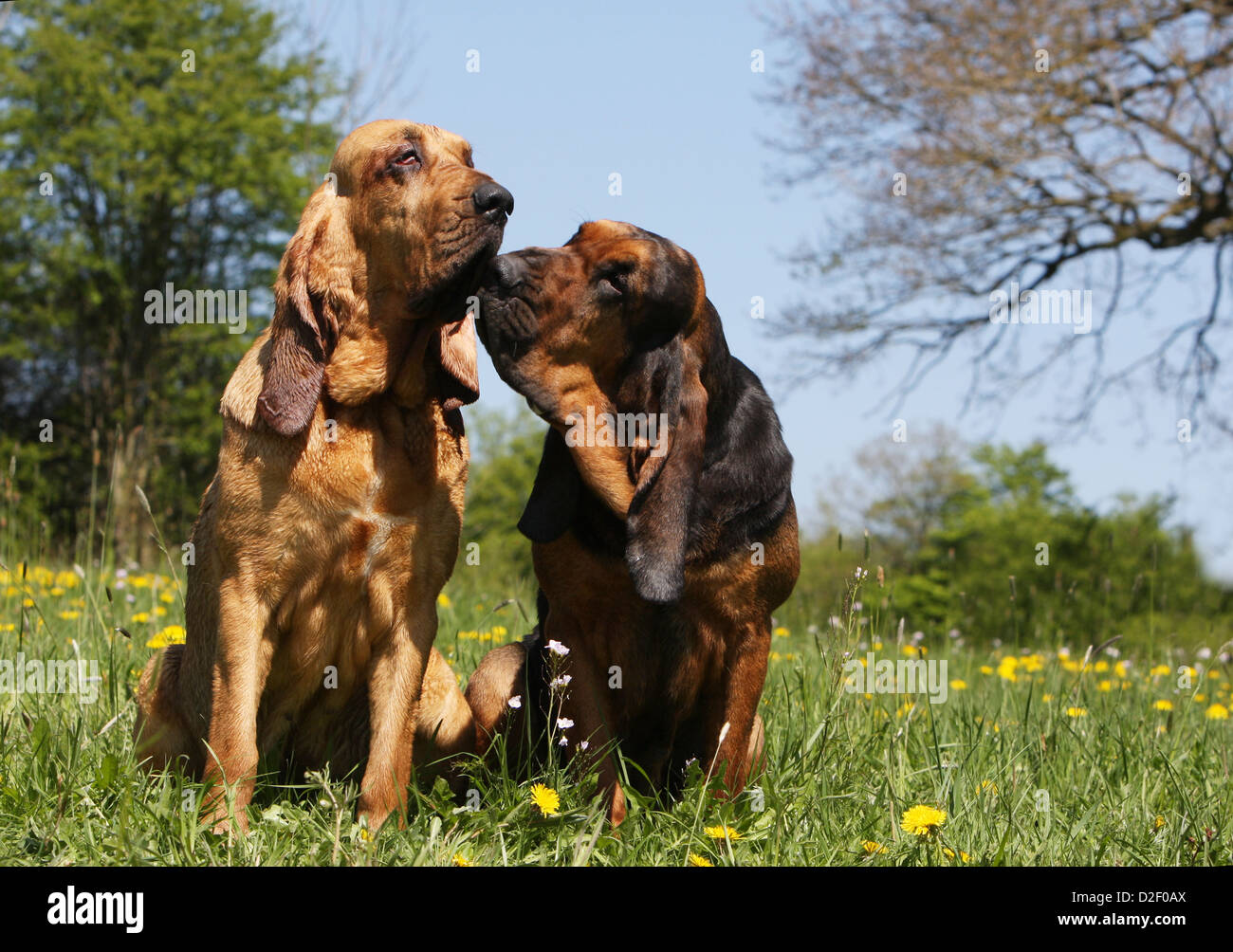 Are Bloodhounds Cuddly
