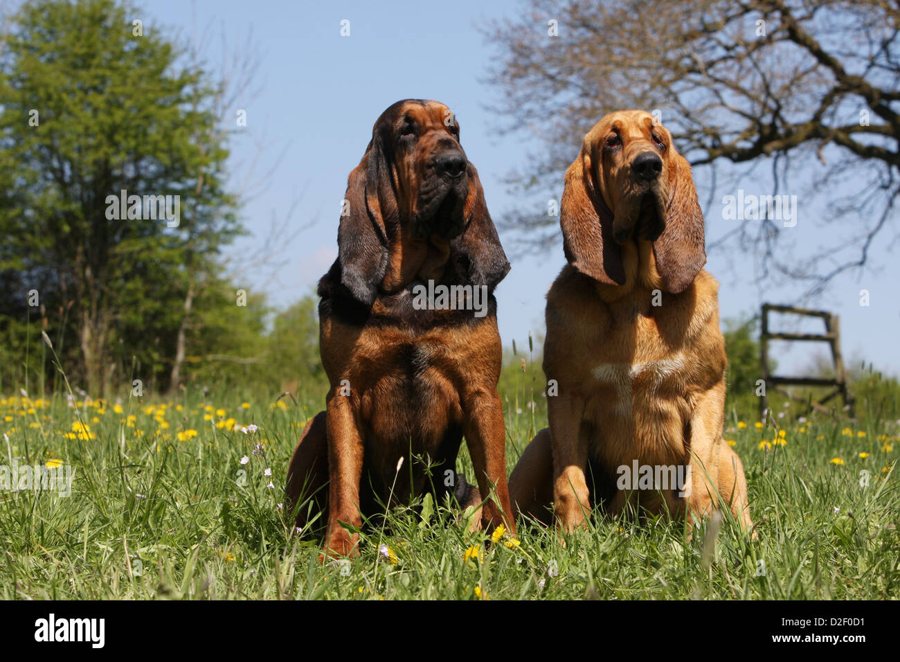 Dog Bloodhound / Chien de Saint-Hubert two adults sitting in a meadow ...
