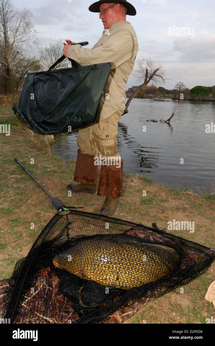 Man weighing a common carp (Cyprinus carpio) at Lady Bird Lake, Austin ...