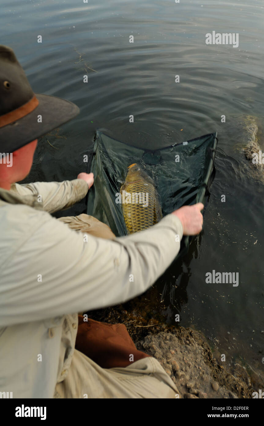 Man releasing a common carp (Cyprinus carpio) at Lady Bird Lake, Austin ...