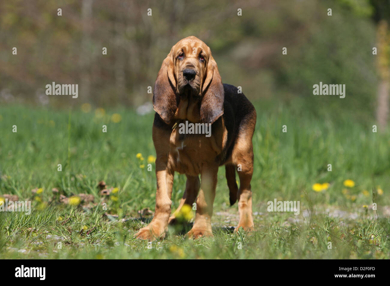 Dog Bloodhound / Chien de Saint-Hubert puppy standing in a meadow Stock ...