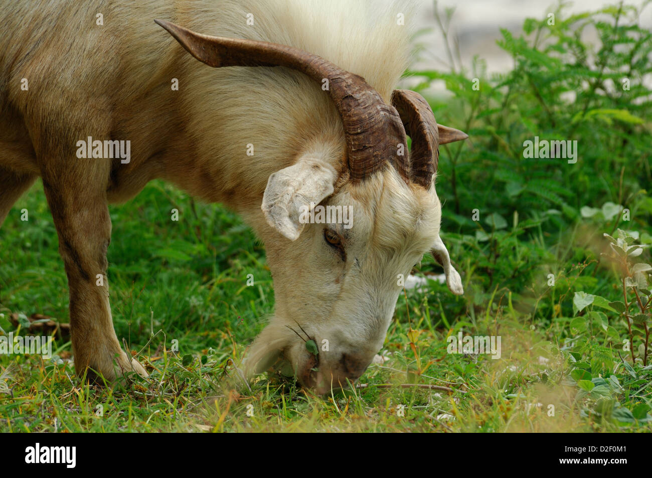 Goat grazing at Ragged Island Bahamas Stock Photo - Alamy