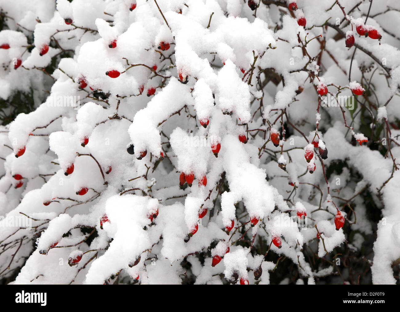 Rose hip bush hi-res stock photography and images - Alamy