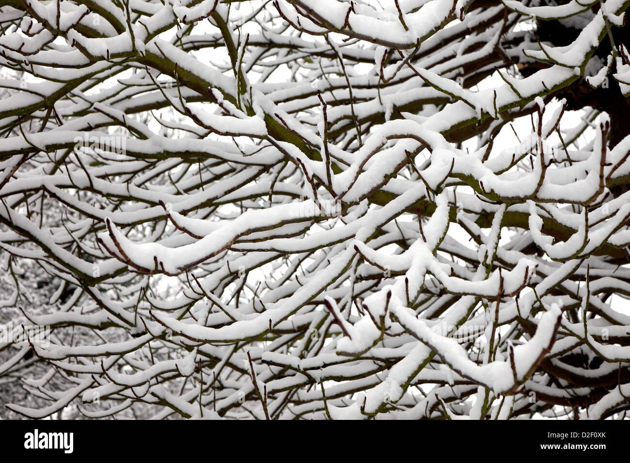 Thick snow hi-res stock photography and images - Alamy