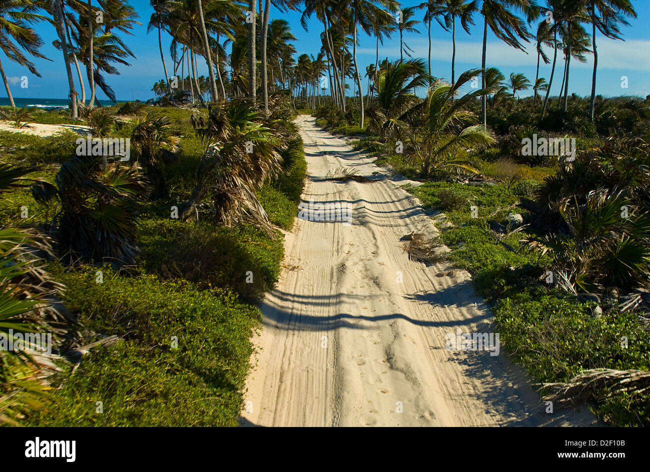 Dirt road through palm trees leading to a beach at Espiritu Santo Bay ...