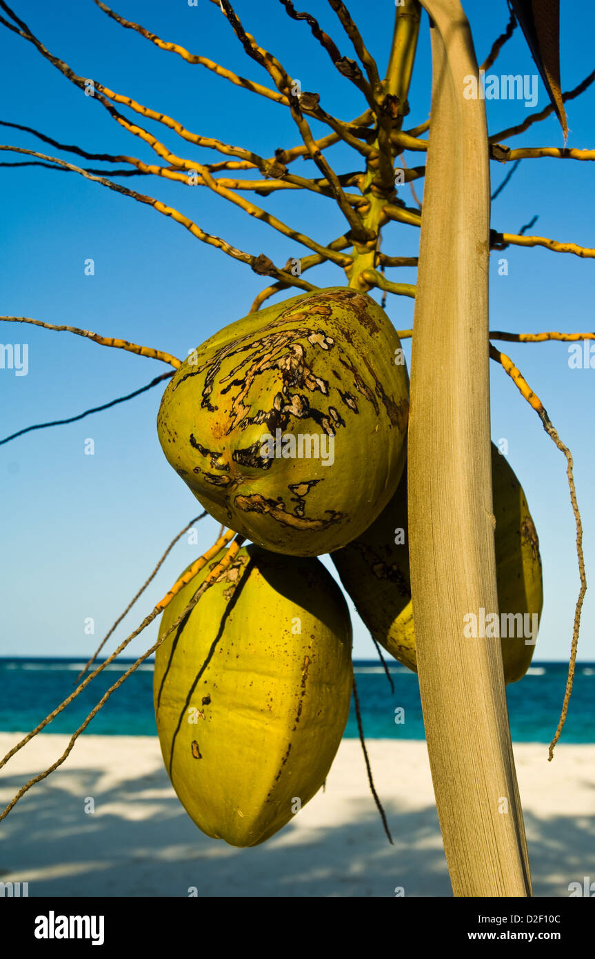 Green coconuts on a palm tree at Espiritu Santo Bay Yucatan Quintana ...