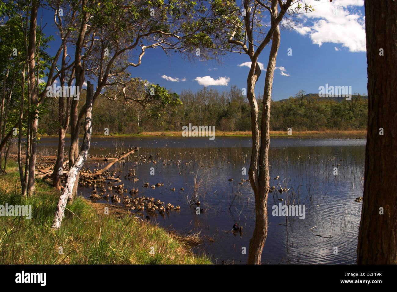 Brisbane Forrest Park Queensland Australia Stock Photo - Alamy