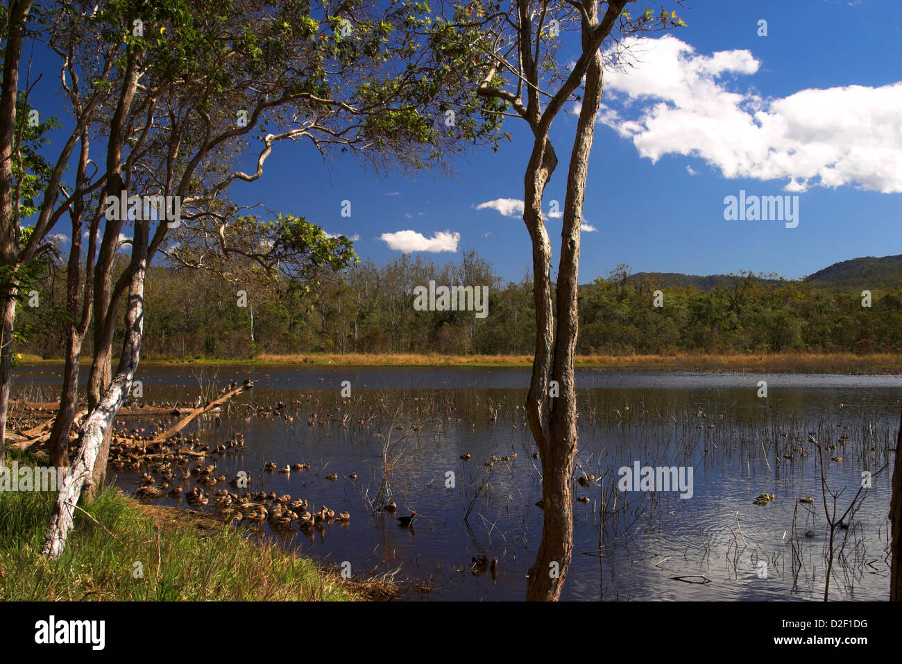 Brisbane Forrest Park Queensland Australia Stock Photo - Alamy