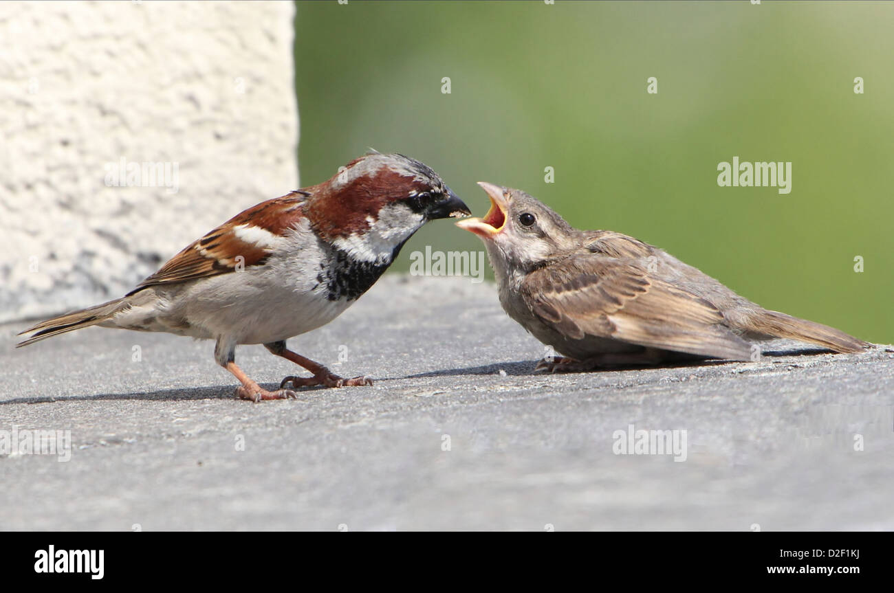 Juvenile Tree Sparrow High Resolution Stock Photography and Images - Alamy