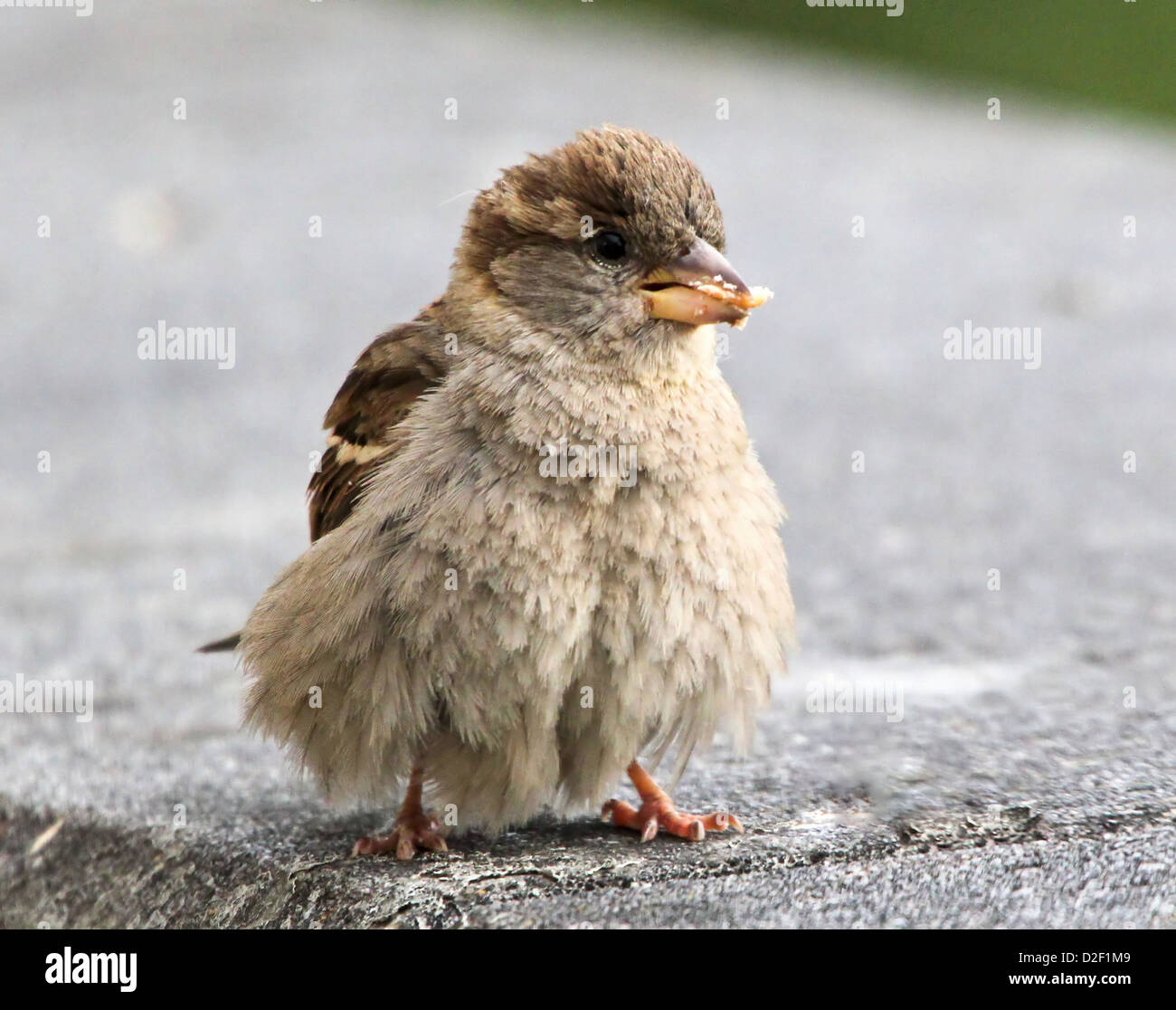 Juvenile female House Sparrow (Passer domesticus) close-up Stock Photo ...