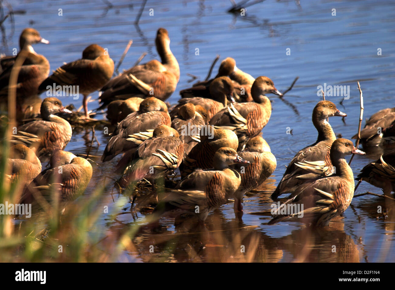 Brisbane Forrest Park Queensland Australia Stock Photo - Alamy