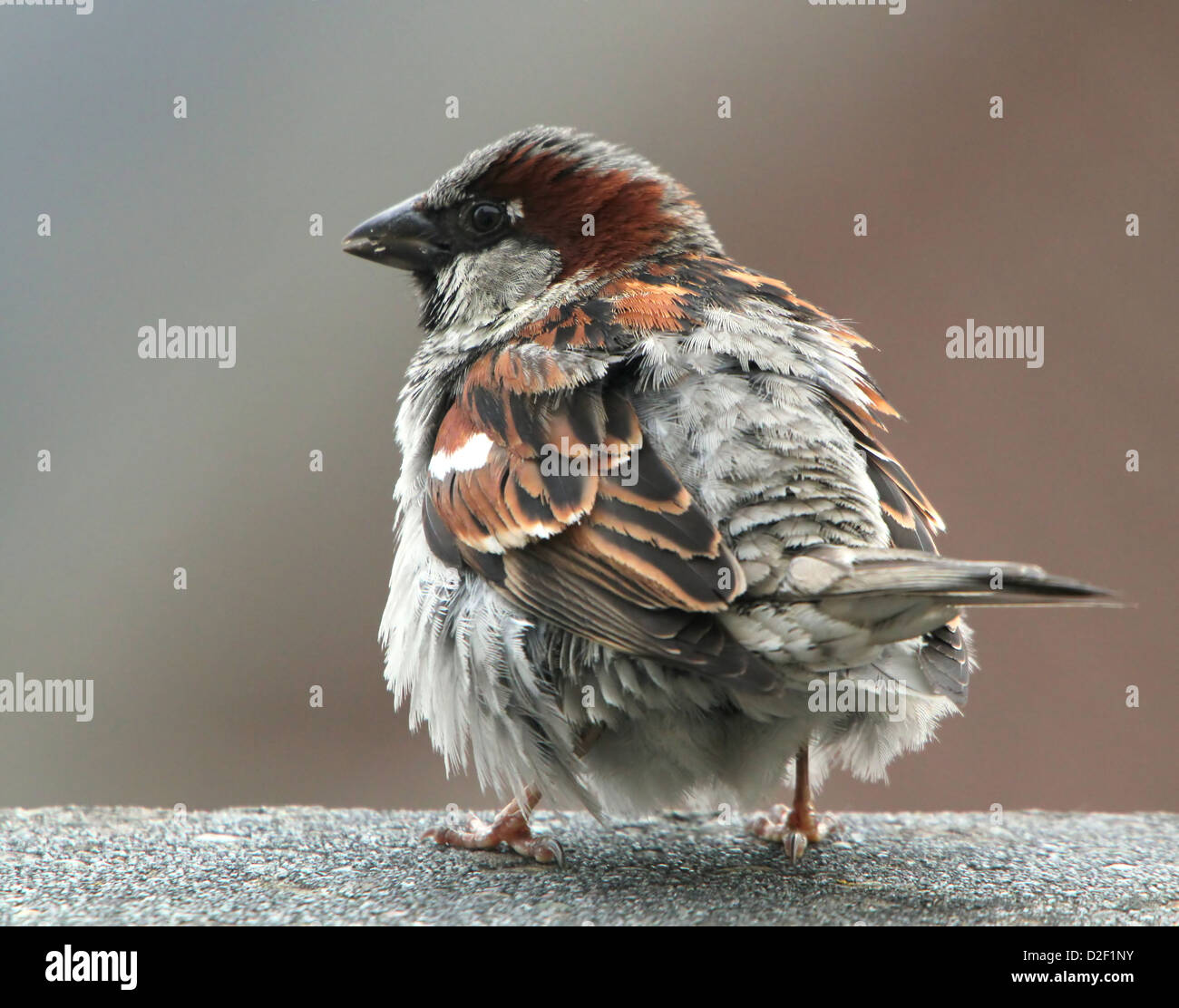 Passer domesticus close up hi-res stock photography and images - Alamy