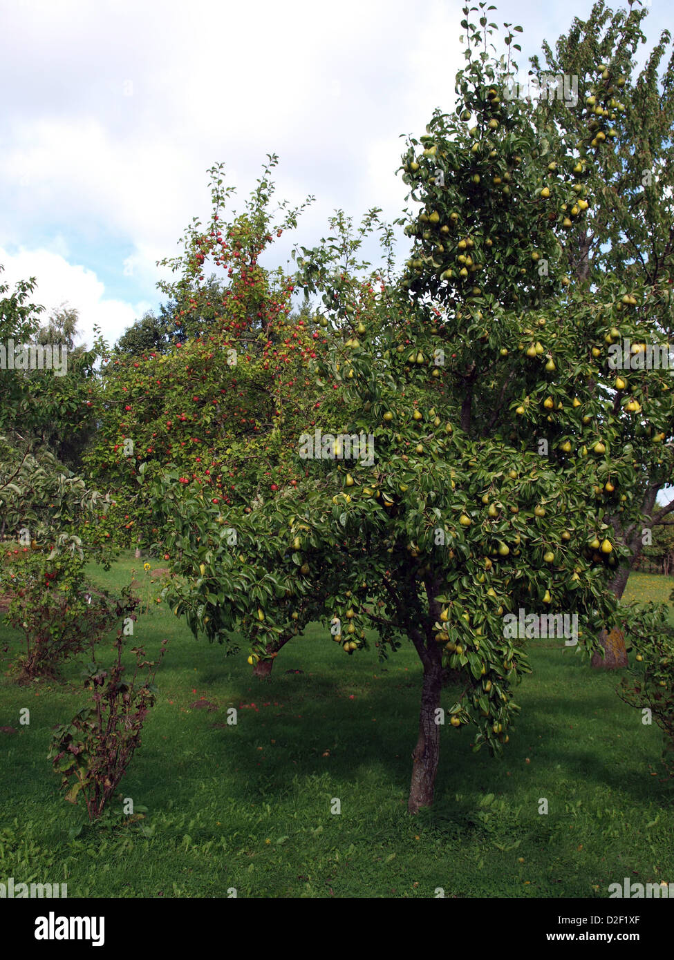 Pear tree garden hi-res stock photography and images - Alamy