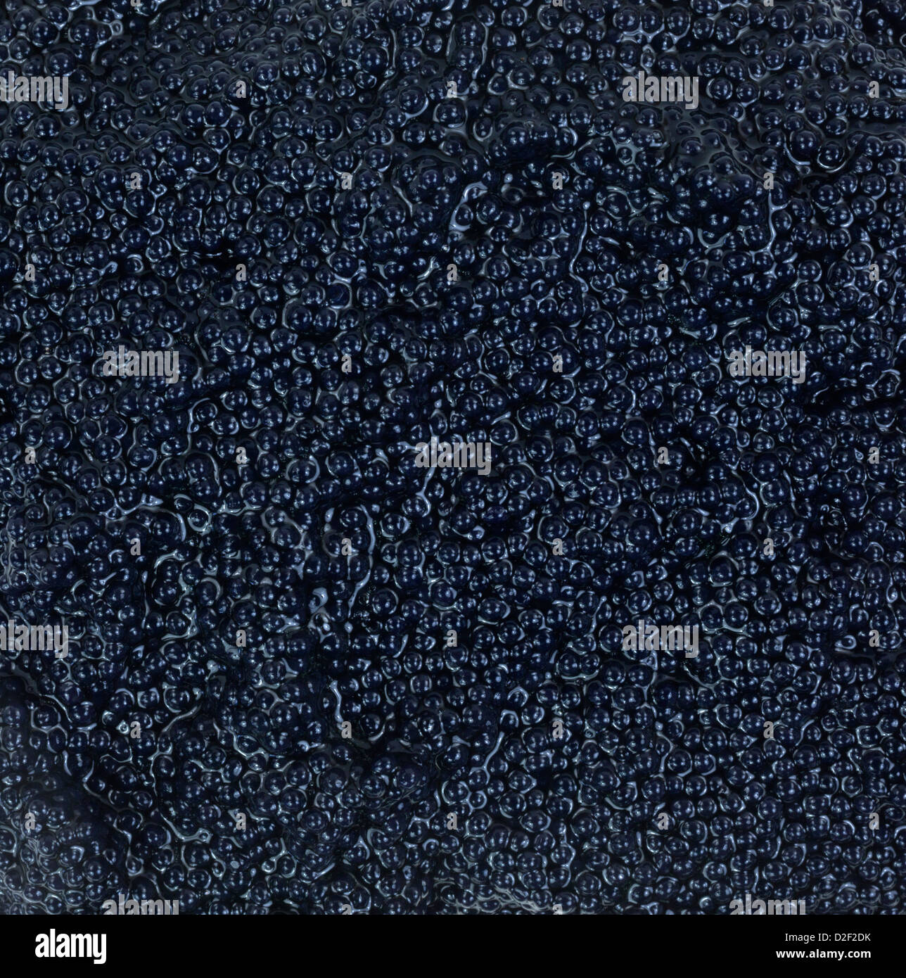 Black roe hi-res stock photography and images - Alamy