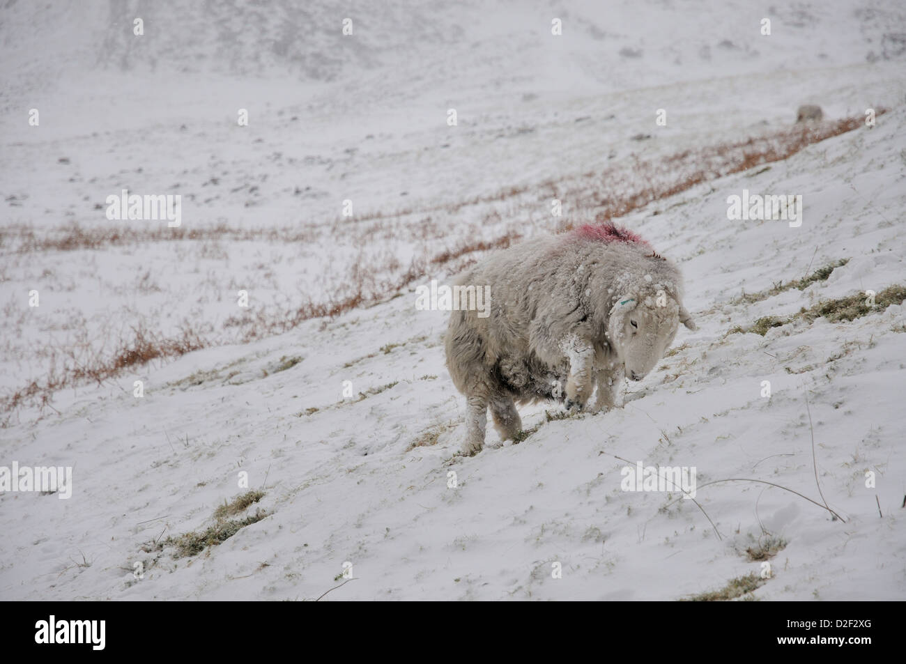 Herdwick sheep on Helvellyn in snowy conditions in the English Lake ...