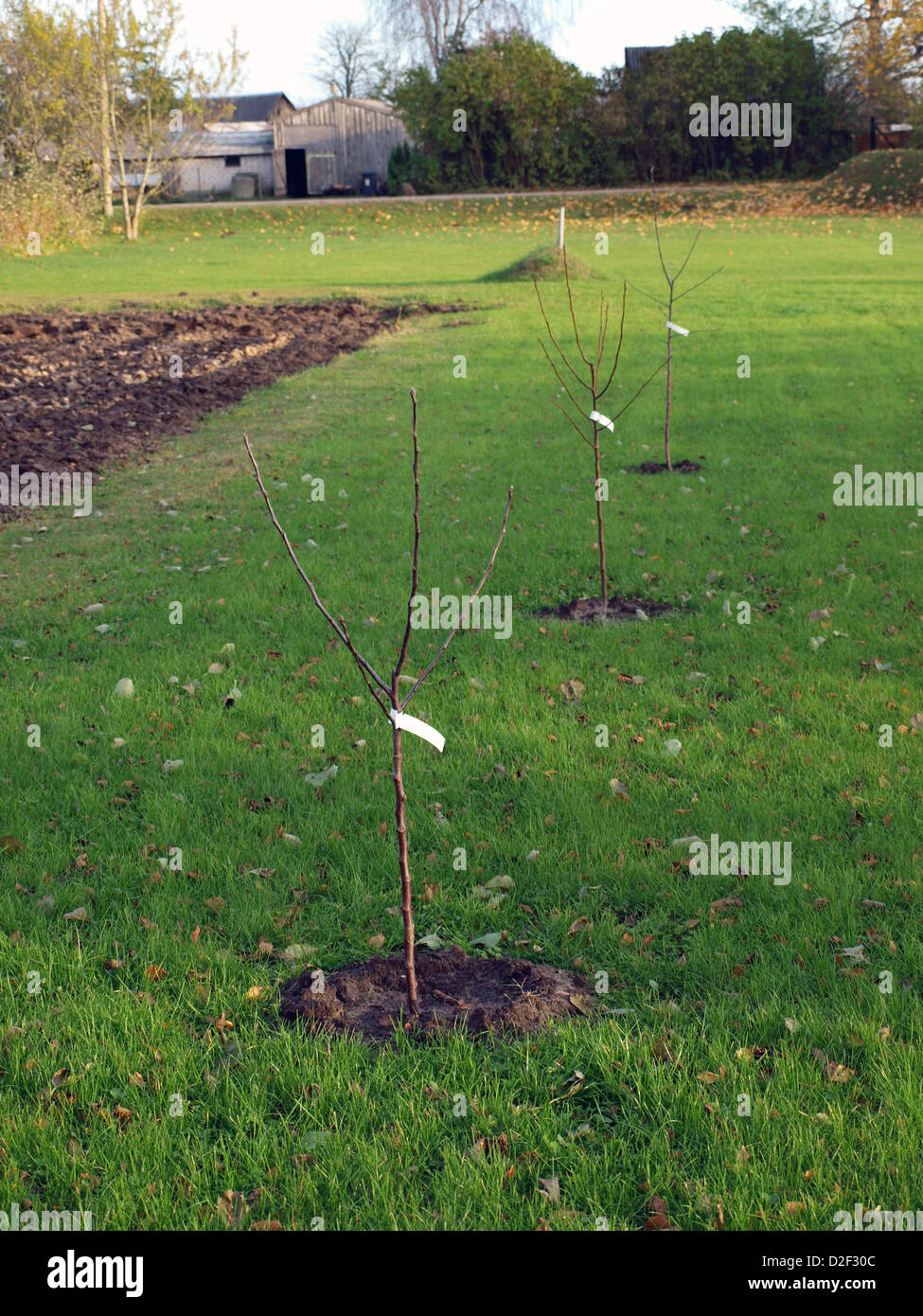 Young apple tree plants in garden Stock Photo - Alamy
