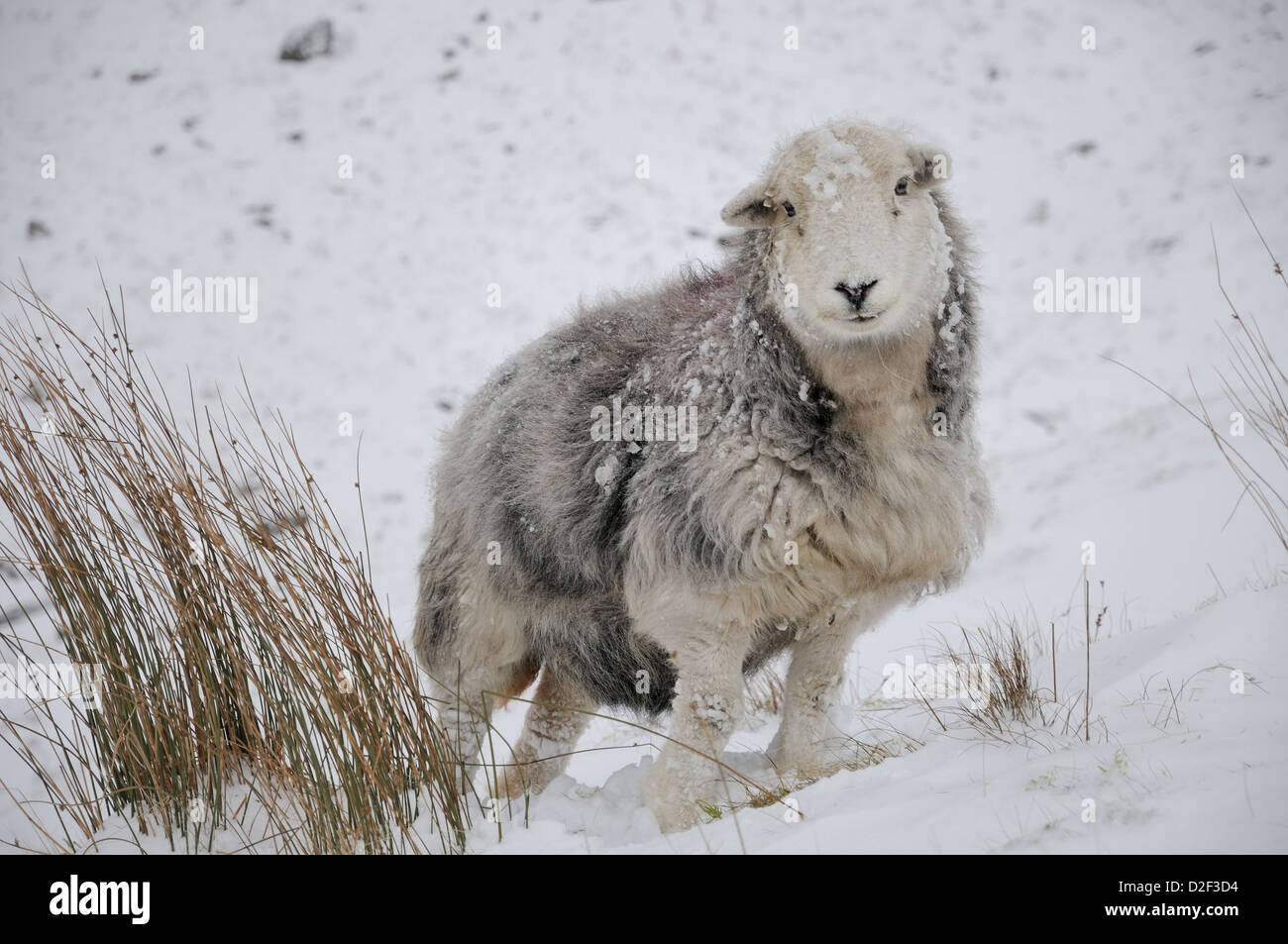 Herdwick sheep on Helvellyn in snowy conditions in the English Lake ...