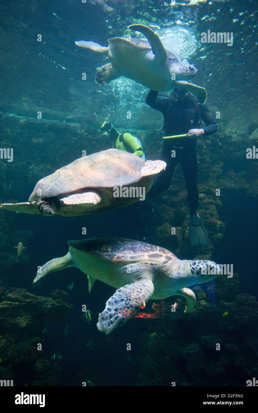 Stralsund, Germany, 22 January 2013. Turtles swim past two divers in ...