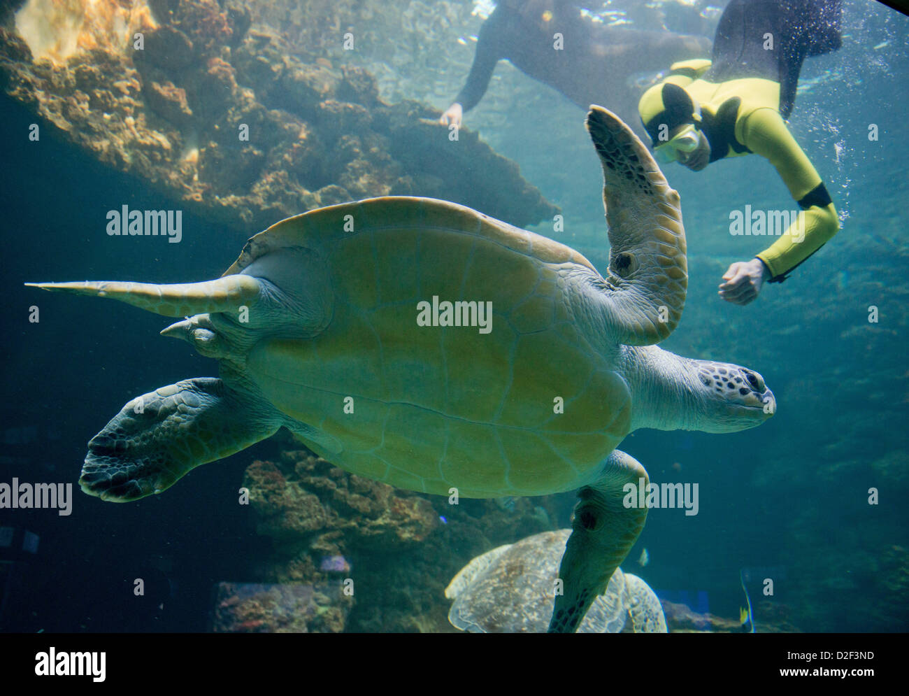Stralsund, Germany, 22 January 2013. Turtles swim past two divers in ...