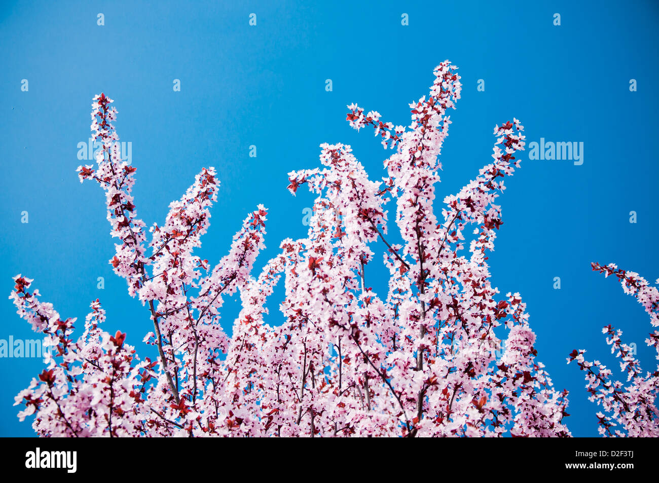 Blossoming tree branch in early springtime and blue sky as background ...