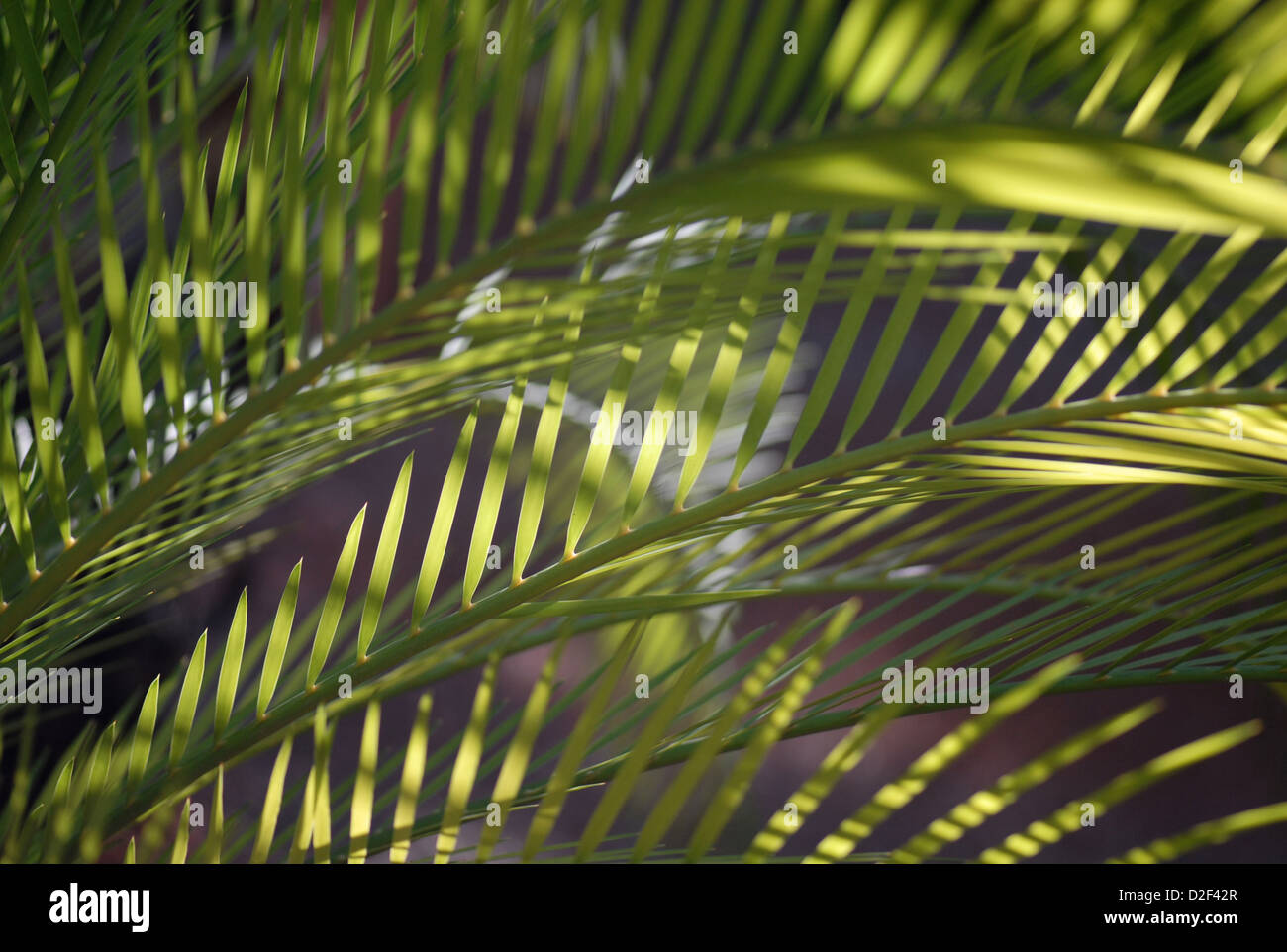 palm fronds in sunlight Stock Photo - Alamy