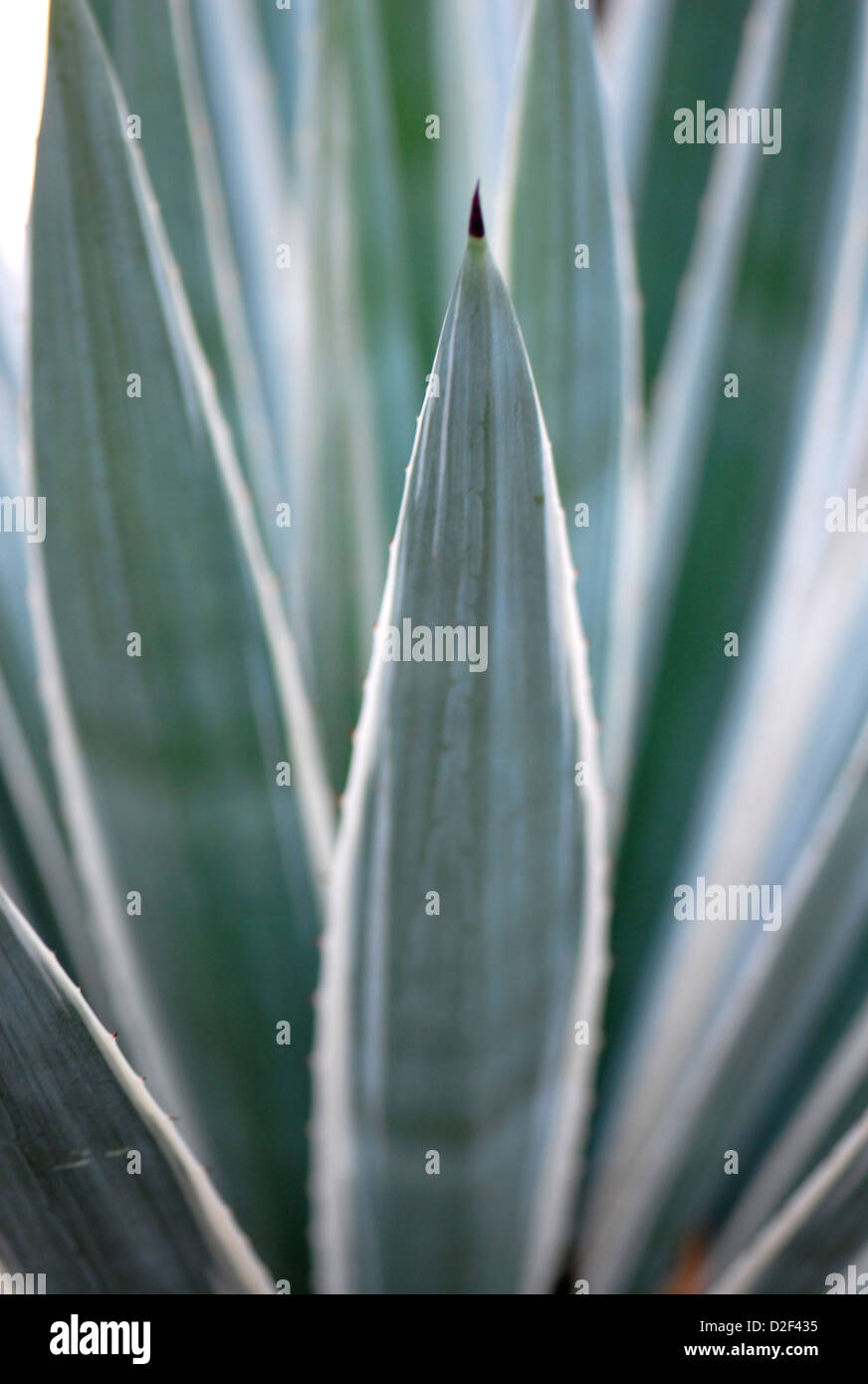 close up of spiked leaves on a cactus plant Stock Photo - Alamy