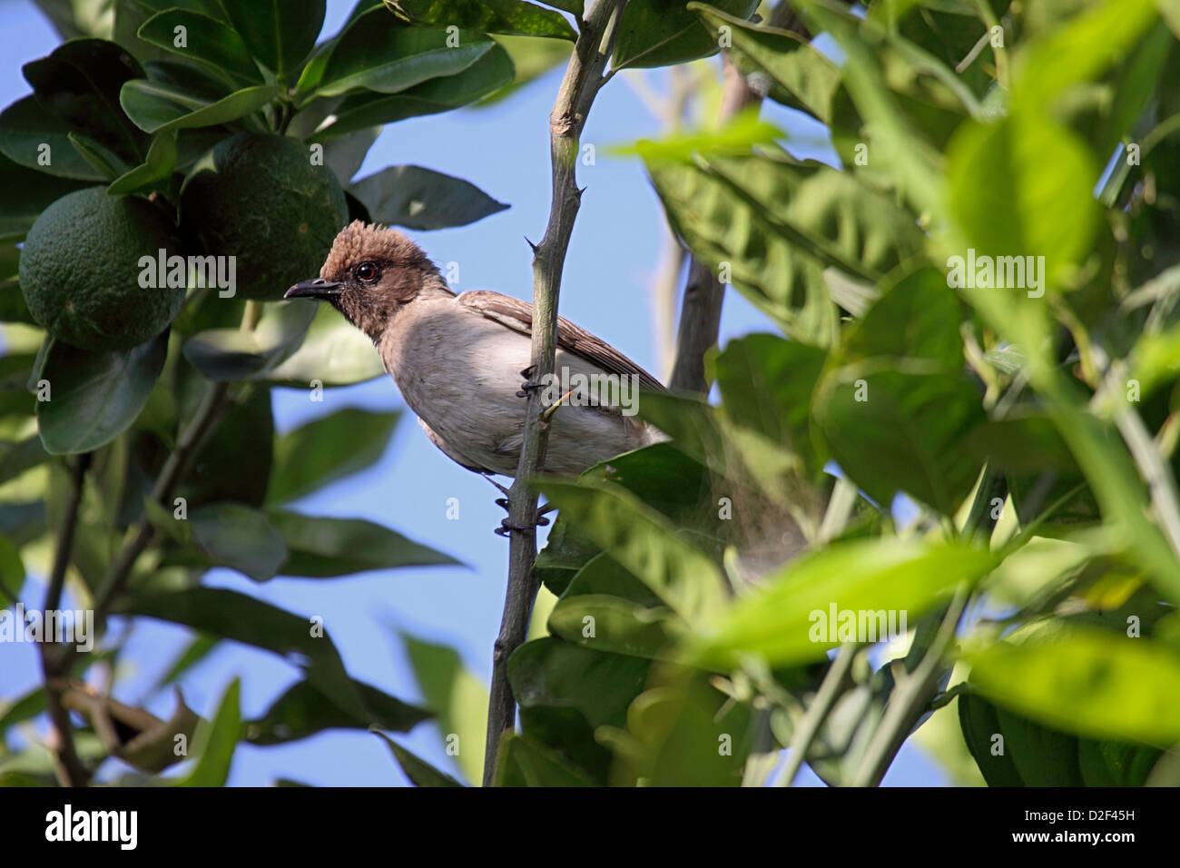 African bulbuls hi-res stock photography and images - Alamy