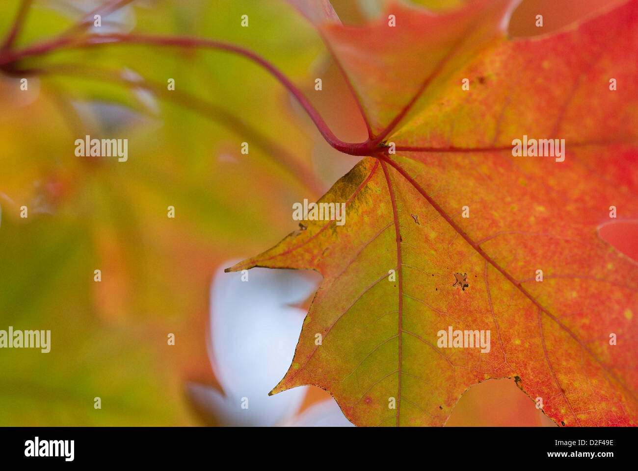 Fall leaves alberta hi-res stock photography and images - Alamy