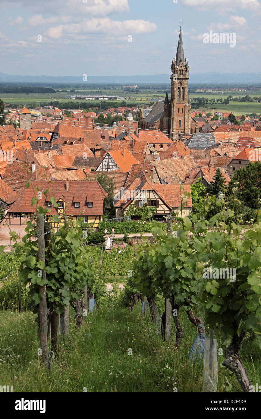 Village with vineyards in Dambach-la-Ville, Alsace, France Stock Photo ...