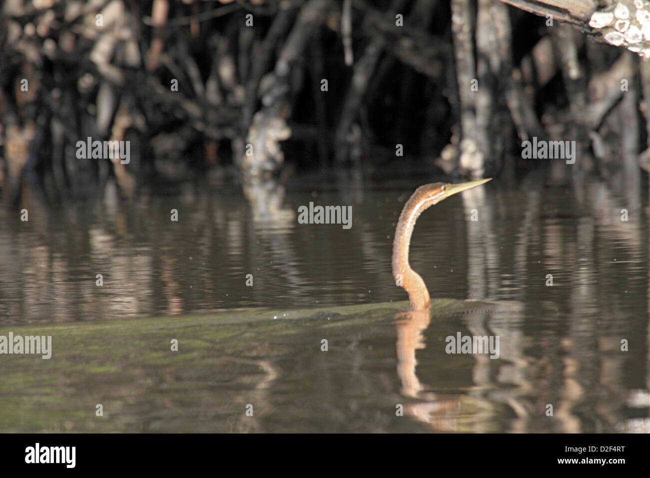 Swamp darters hi-res stock photography and images - Alamy