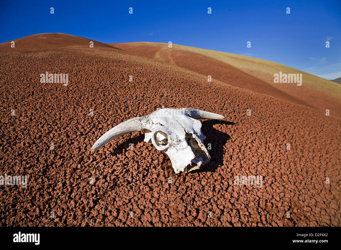 A cow skull at John Day Fossil Beds in winter, Central Oregon Stock ...