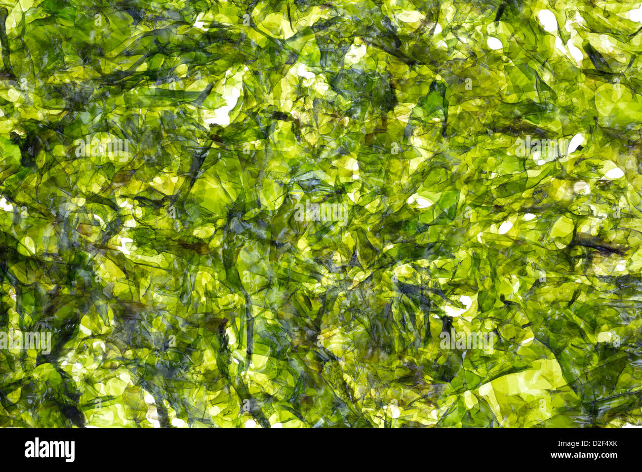 Wafer thin hi-res stock photography and images - Alamy