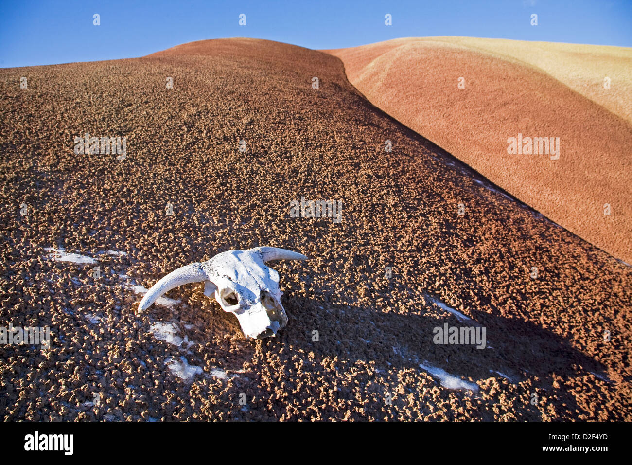 A cow skull at John Day Fossil Beds in winter, Central Oregon Stock ...