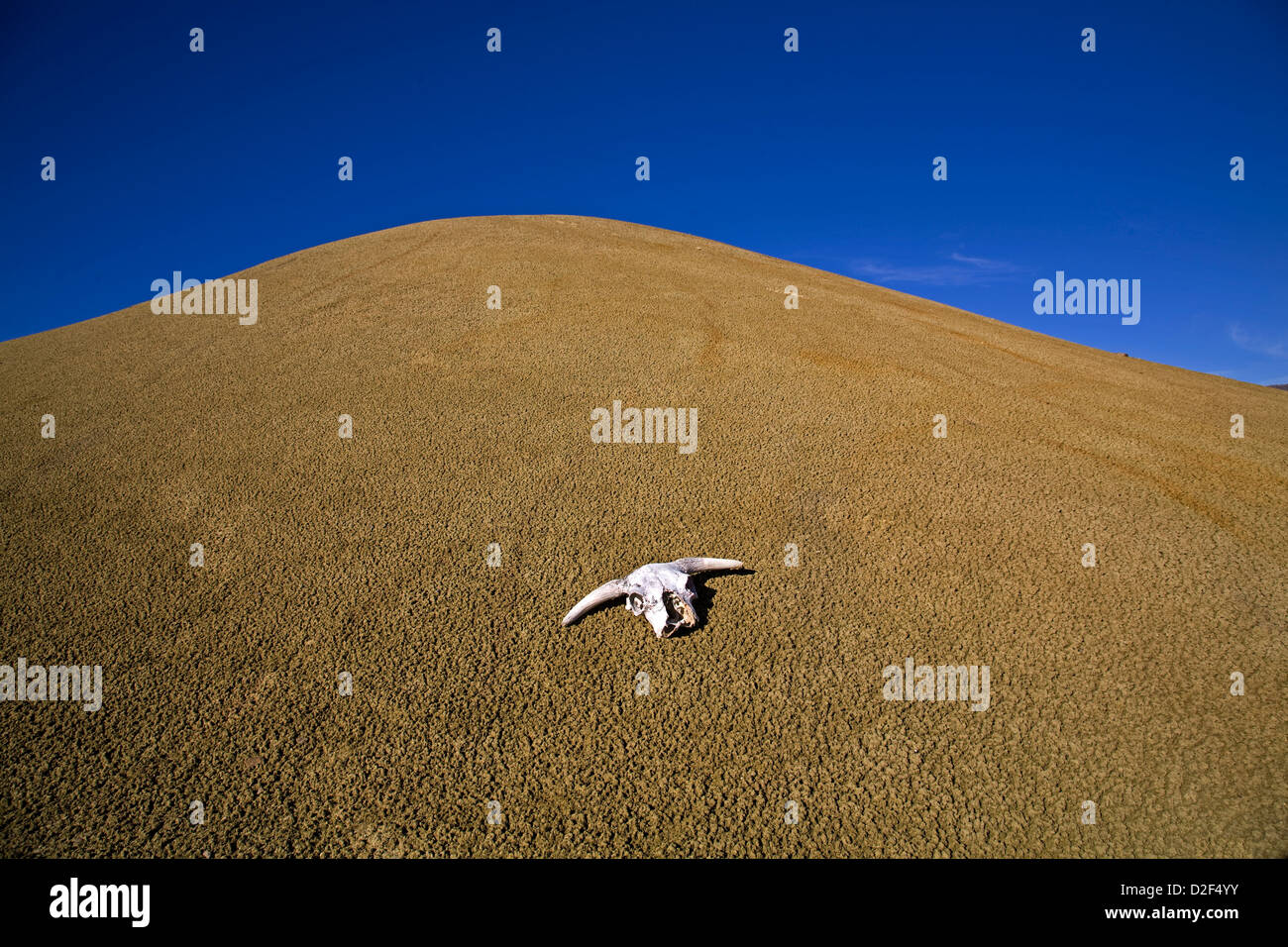 A cow skull at John Day Fossil Beds in winter, Central Oregon Stock ...