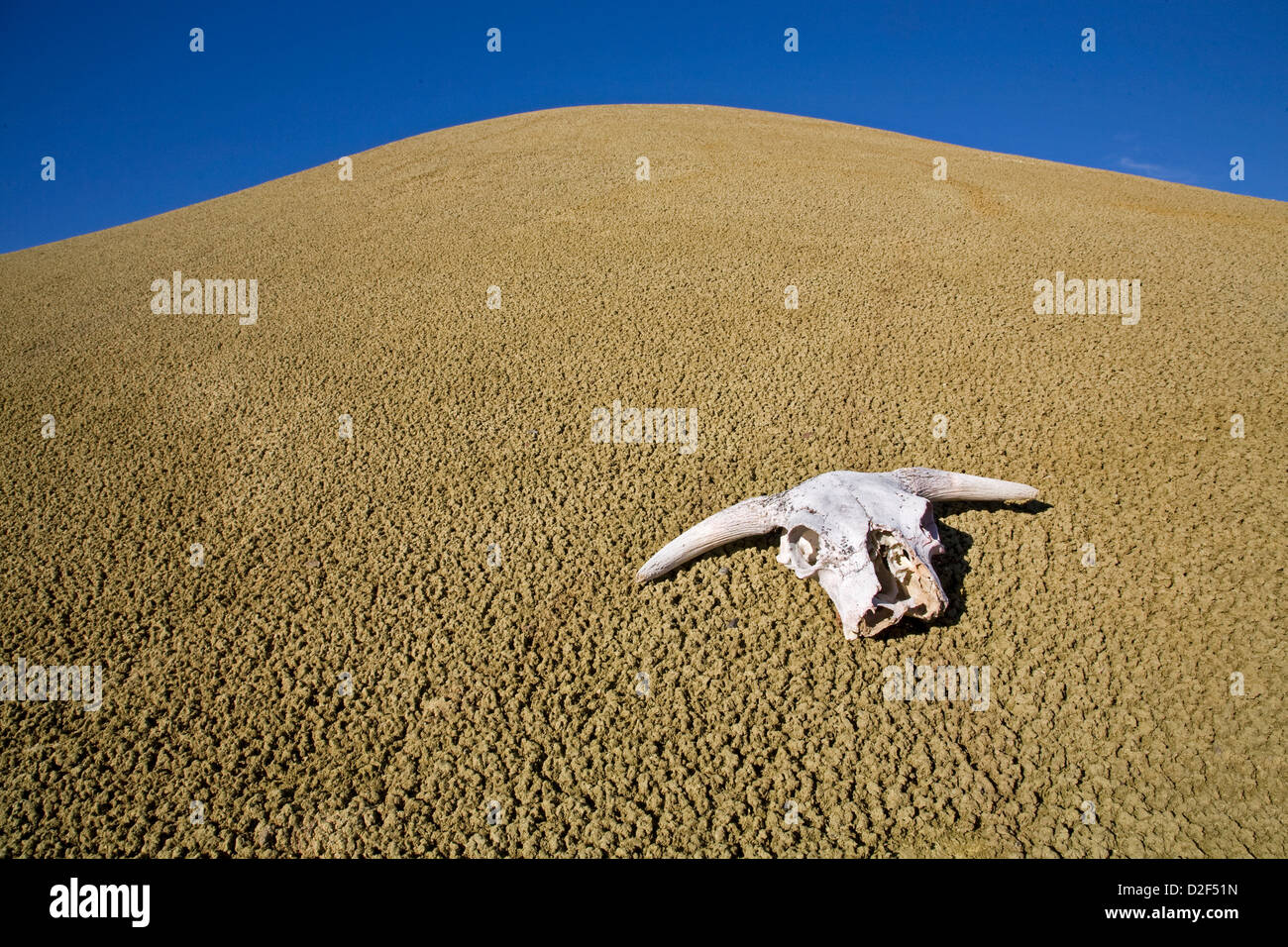 Cow fossil hi-res stock photography and images - Alamy