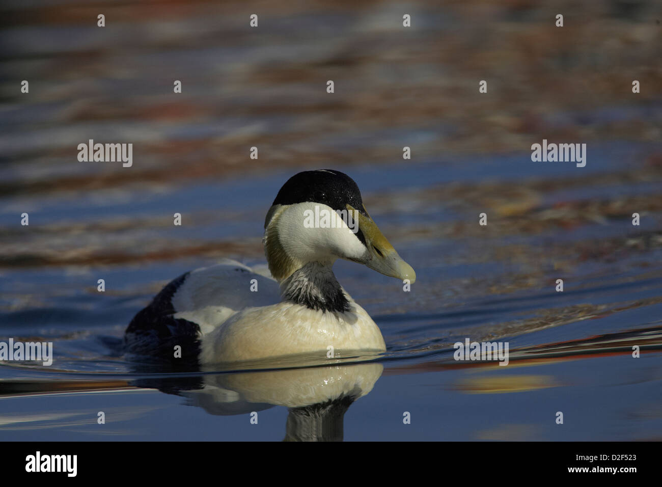 Common Eider on water Stock Photo - Alamy
