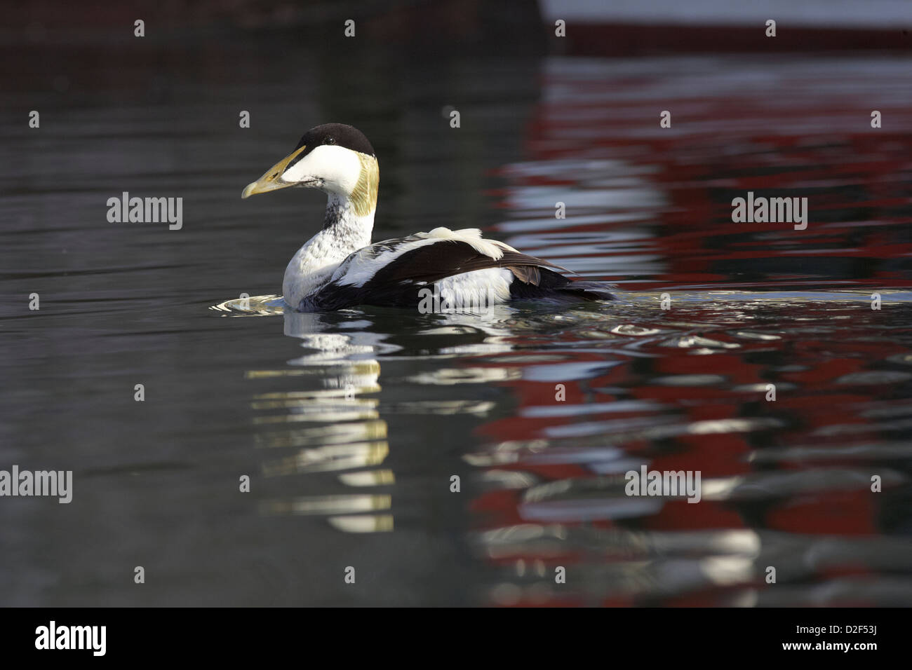 Common Eider on water Stock Photo - Alamy