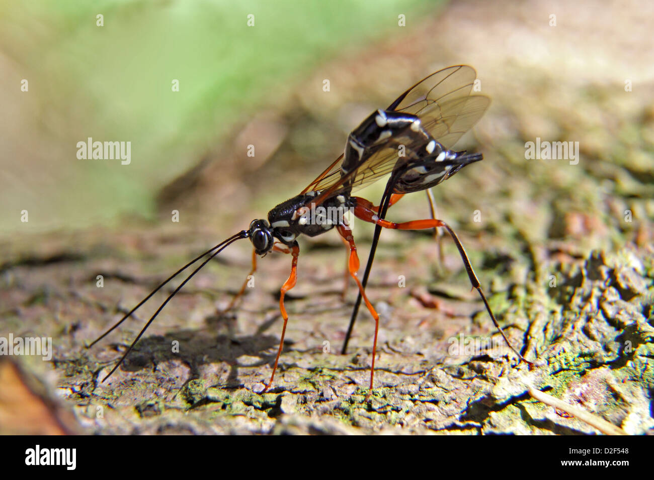 Ichneumon flies ovipositing hi-res stock photography and images - Alamy