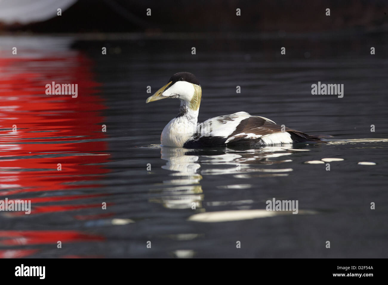 Common eider drake reflection hi-res stock photography and images - Alamy