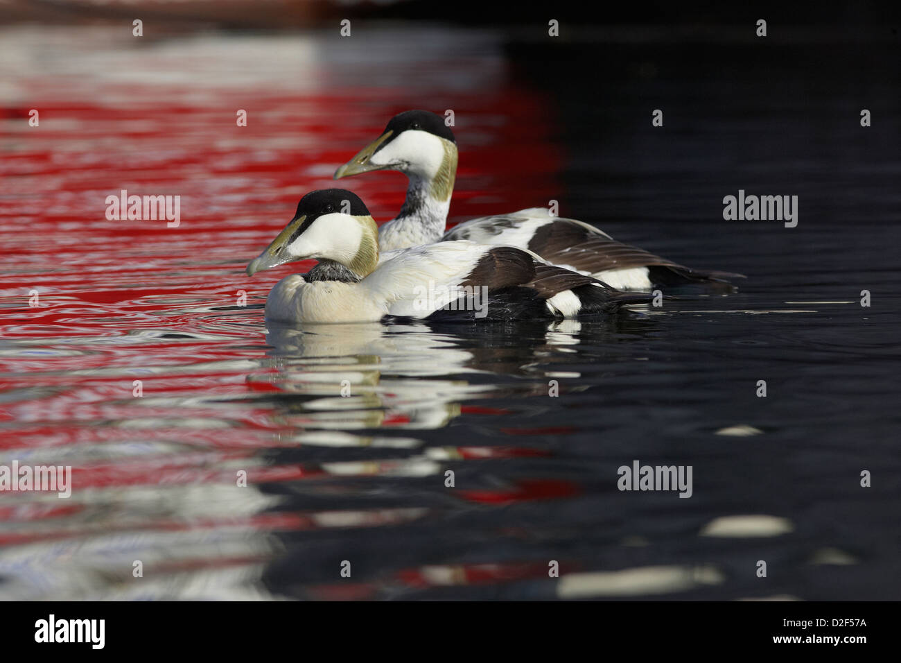 Common Eider on water Stock Photo - Alamy
