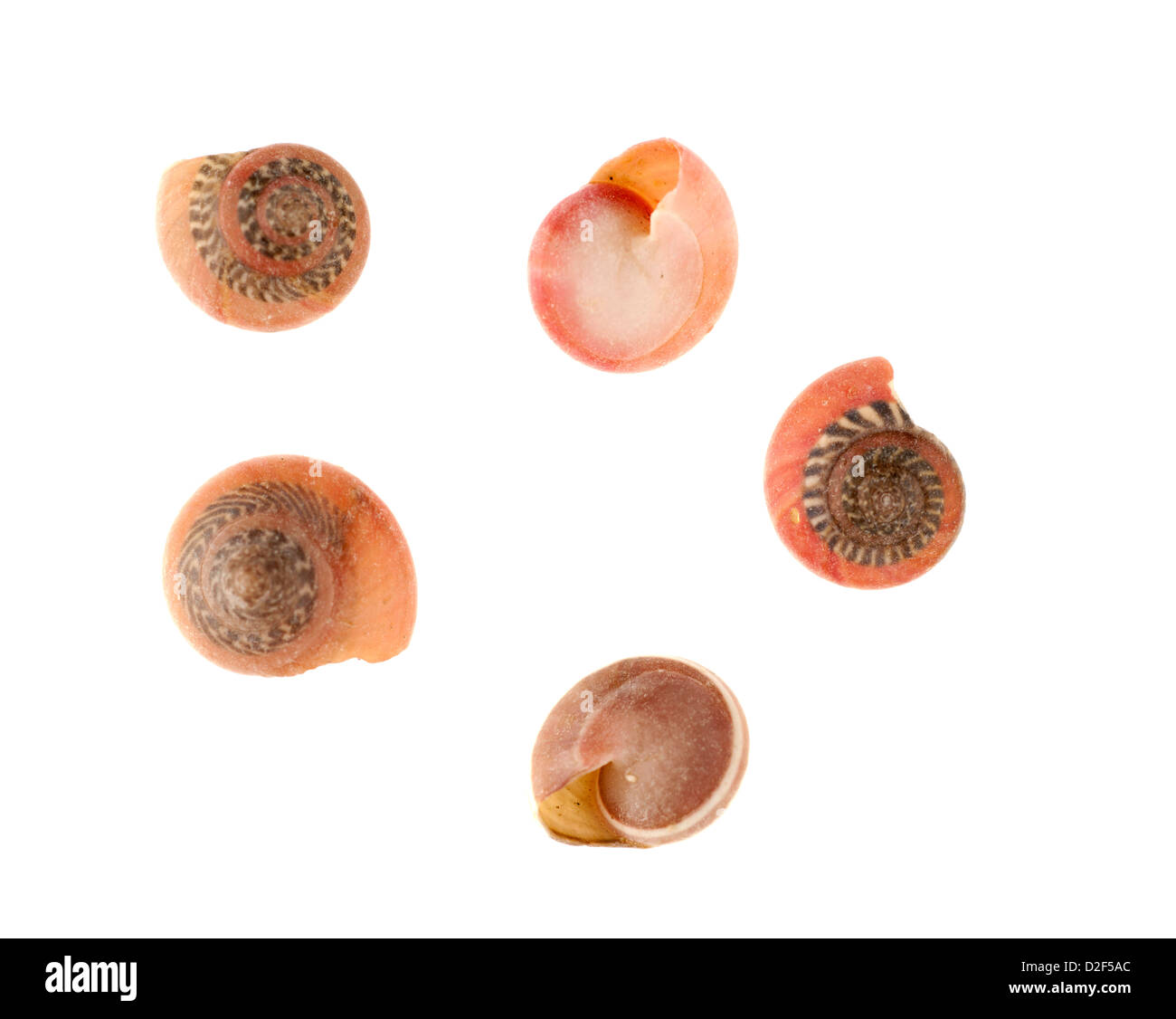 Shells Rose Umbonium Stock Photo - Alamy