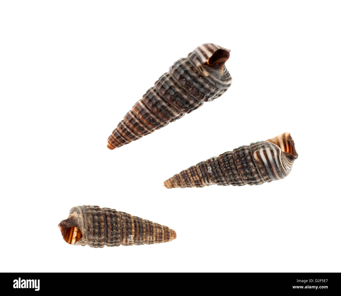 Shells Brown Cerith Stock Photo - Alamy