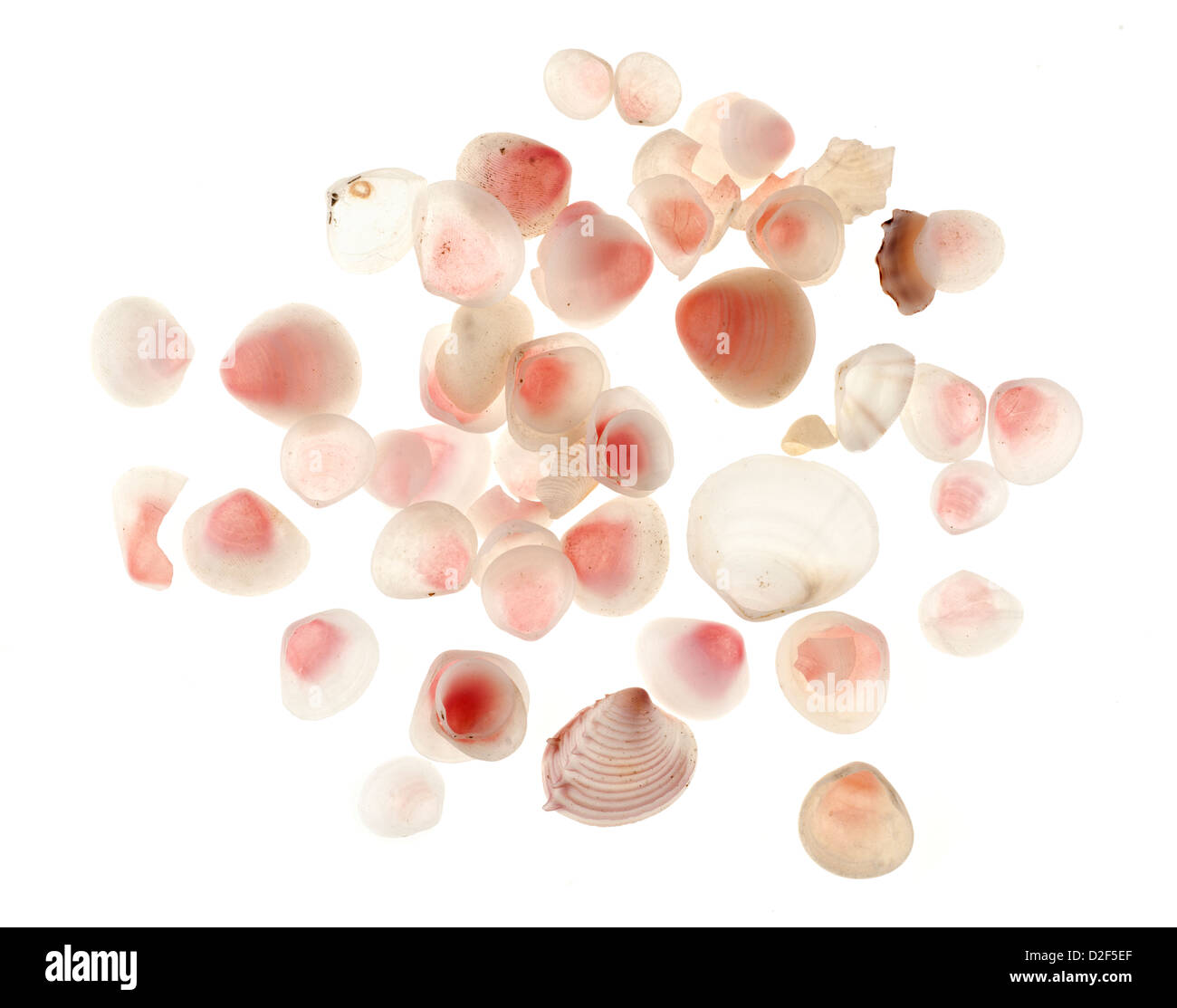 Sea clam shells close hi-res stock photography and images - Alamy