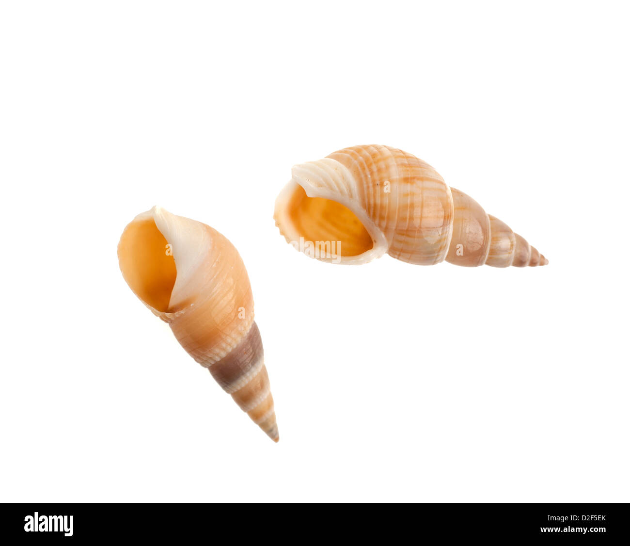 Nassariidae hi-res stock photography and images - Alamy