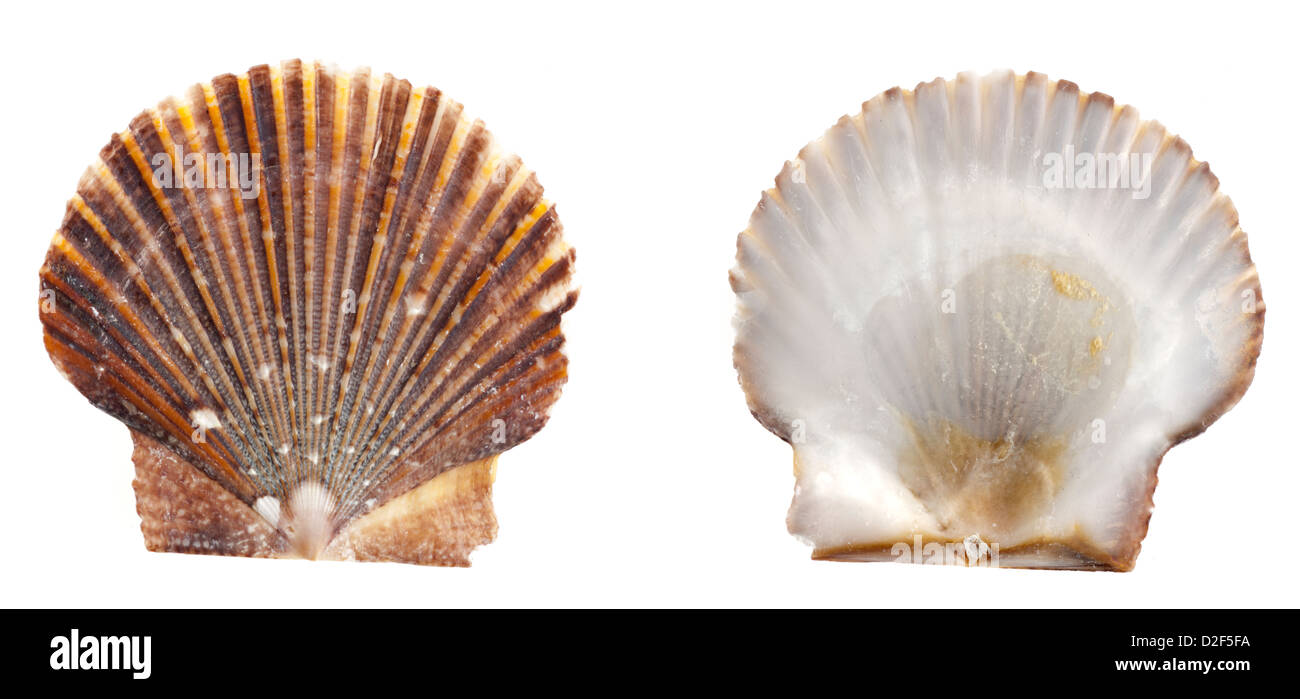 Flat white grey scallop shell Stock Photo - Alamy