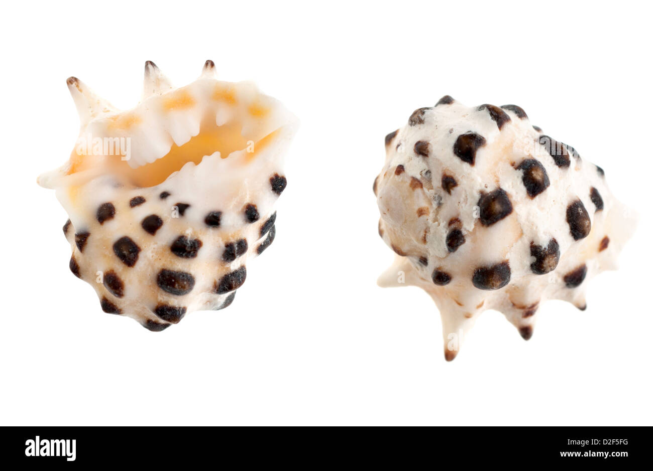 Drupe shell hi-res stock photography and images - Alamy